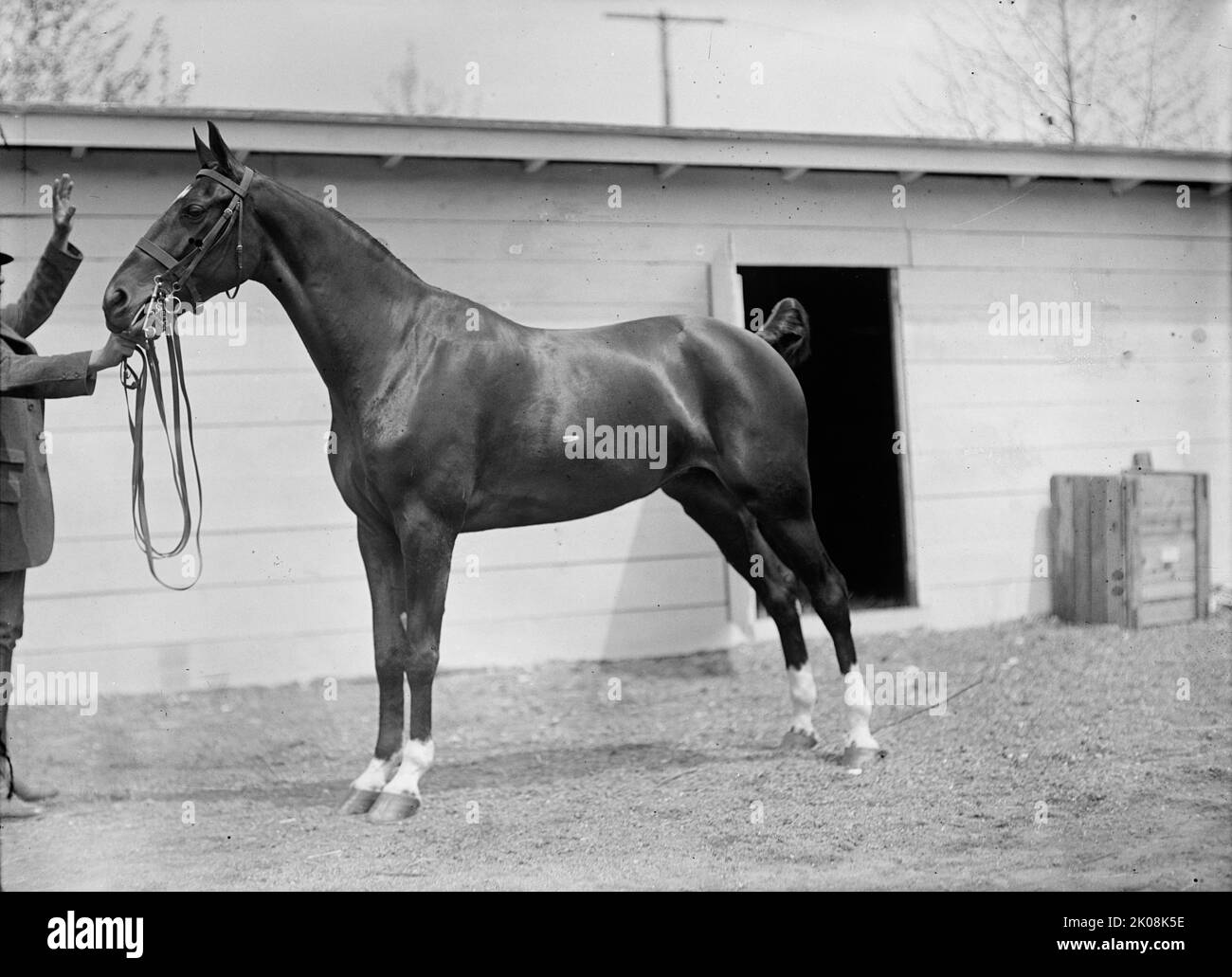 Horse Shows. Horses., 1911 Stock Photo - Alamy