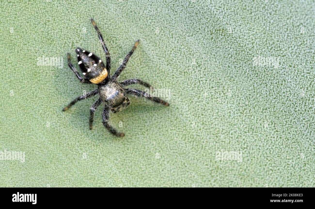 Agave Jumping Spider (Paraphidippus basalis Stock Photo - Alamy