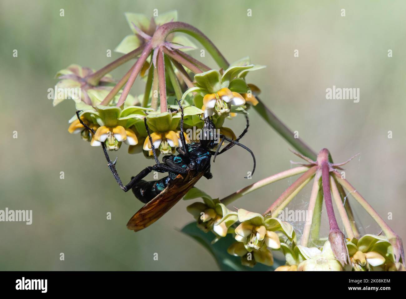 Tarantula Hawk (Pepsis formosa) pollinating milkweed Stock Photo - Alamy