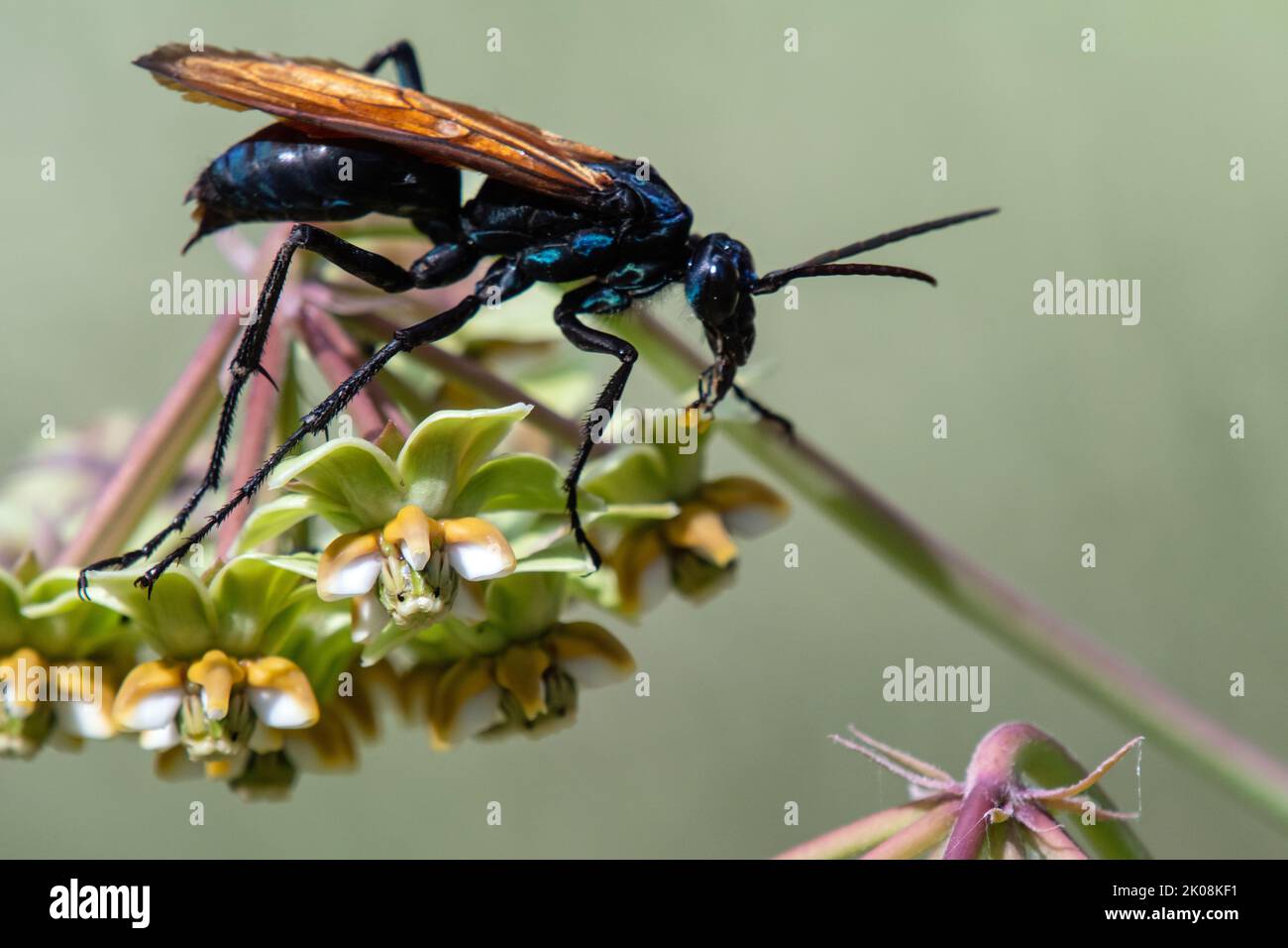 Tarantula Hawk (Pepsis formosa) pollinating milkweed Stock Photo - Alamy