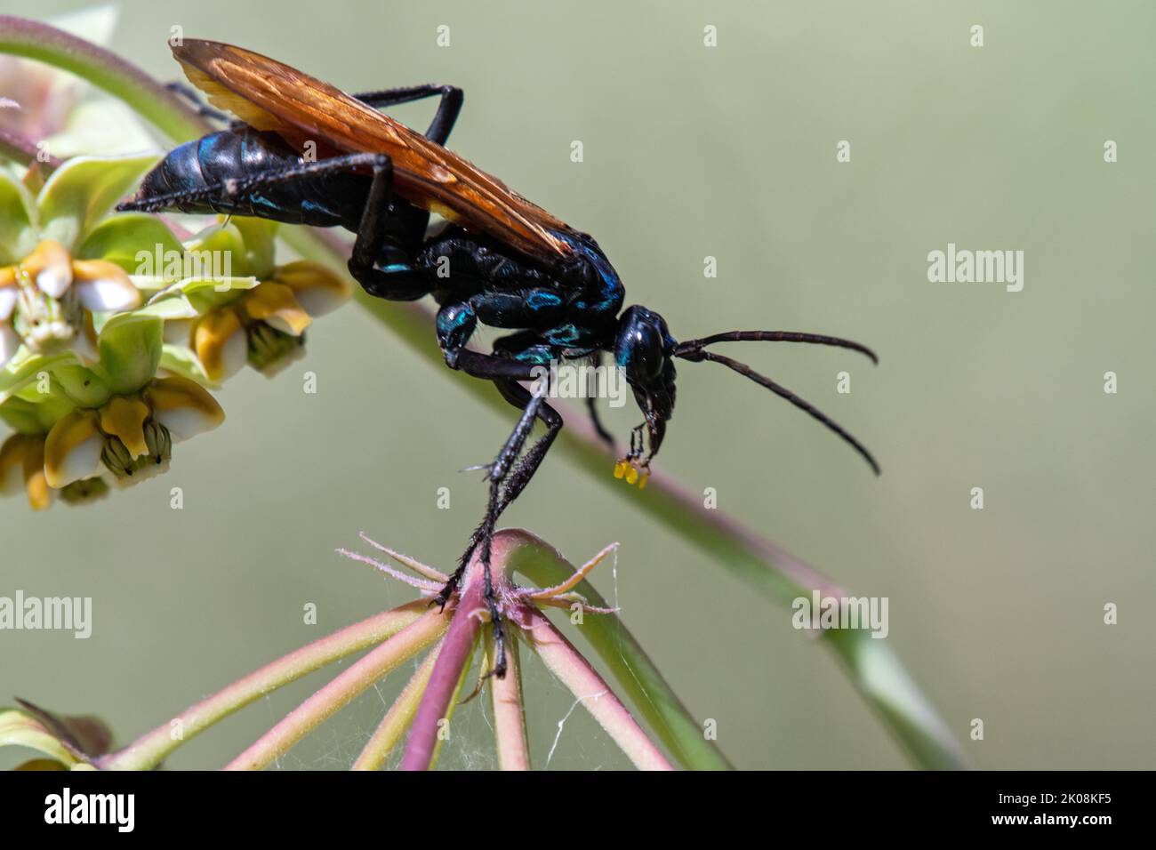 Tarantula Hawk (Pepsis formosa) pollinating milkweed Stock Photo - Alamy
