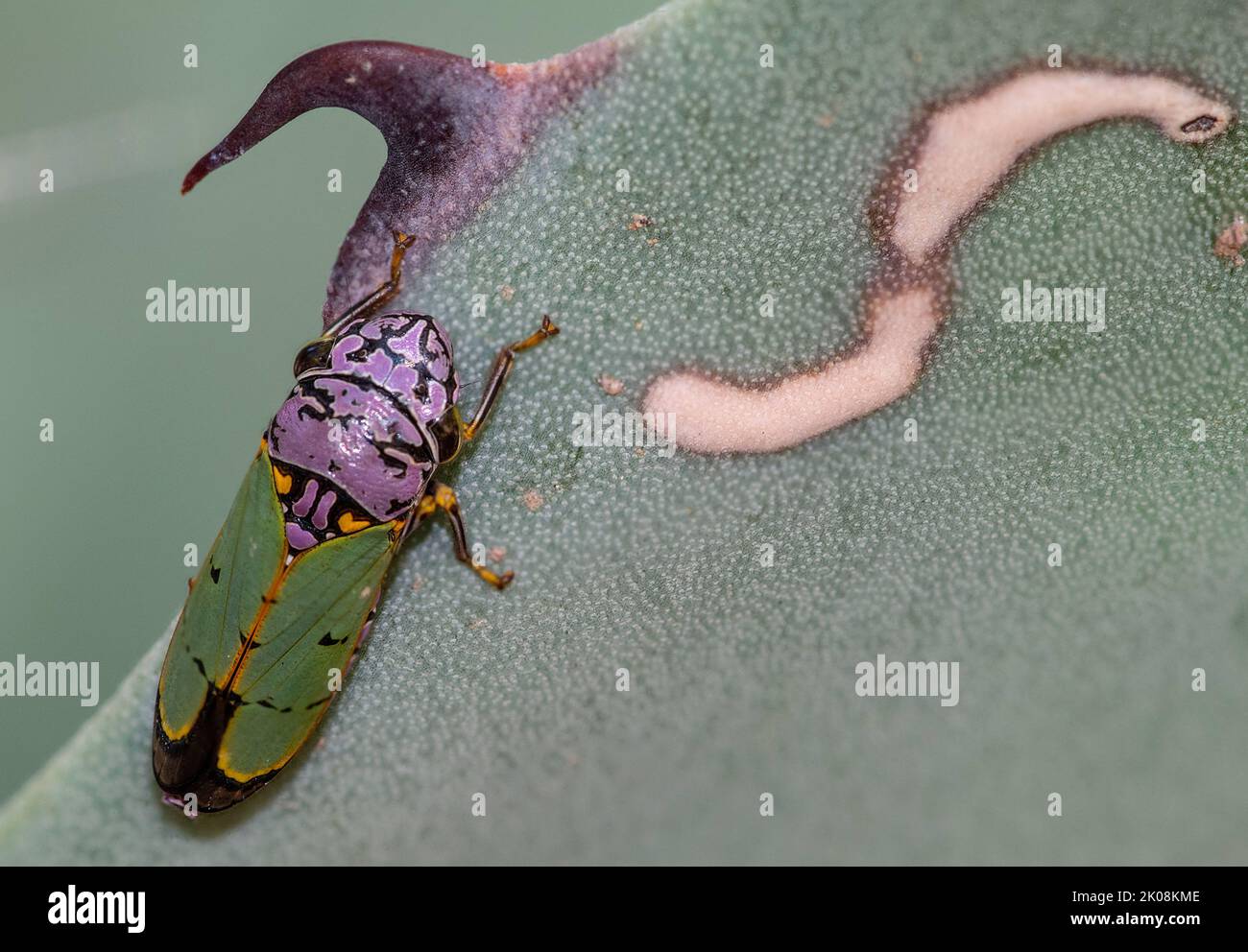 Oncometopia alpha leafhopper on agave Stock Photo - Alamy