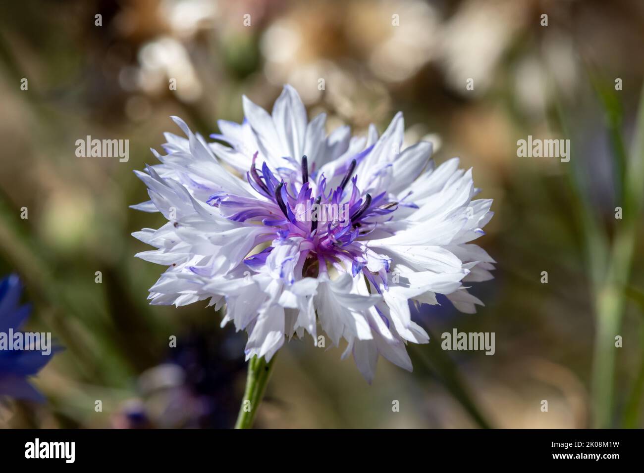 White cornflower centaurea cyanus hi-res stock photography and images ...