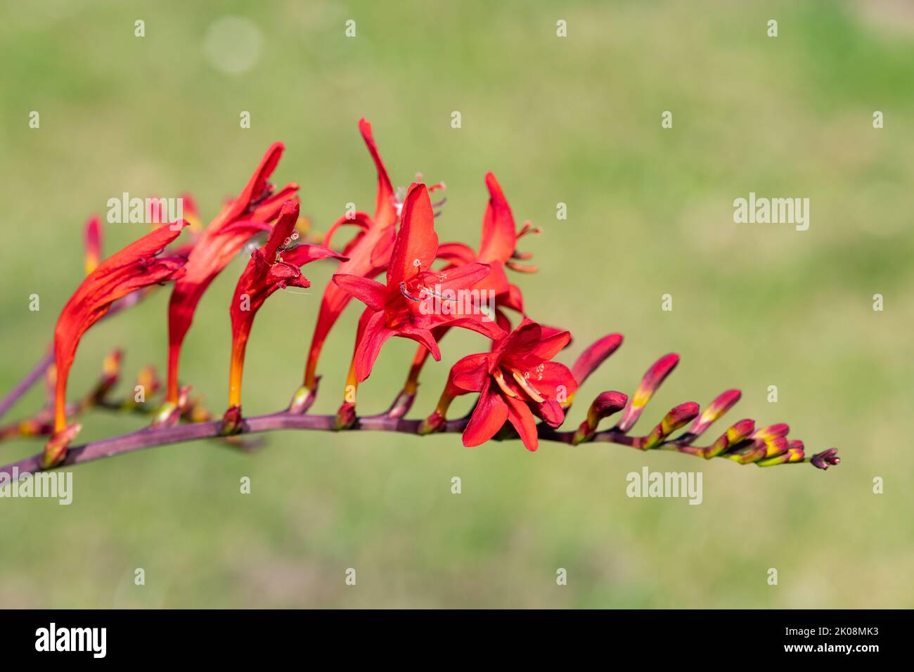 Close up of a crocosmia paniculata flower in bloom Stock Photo - Alamy