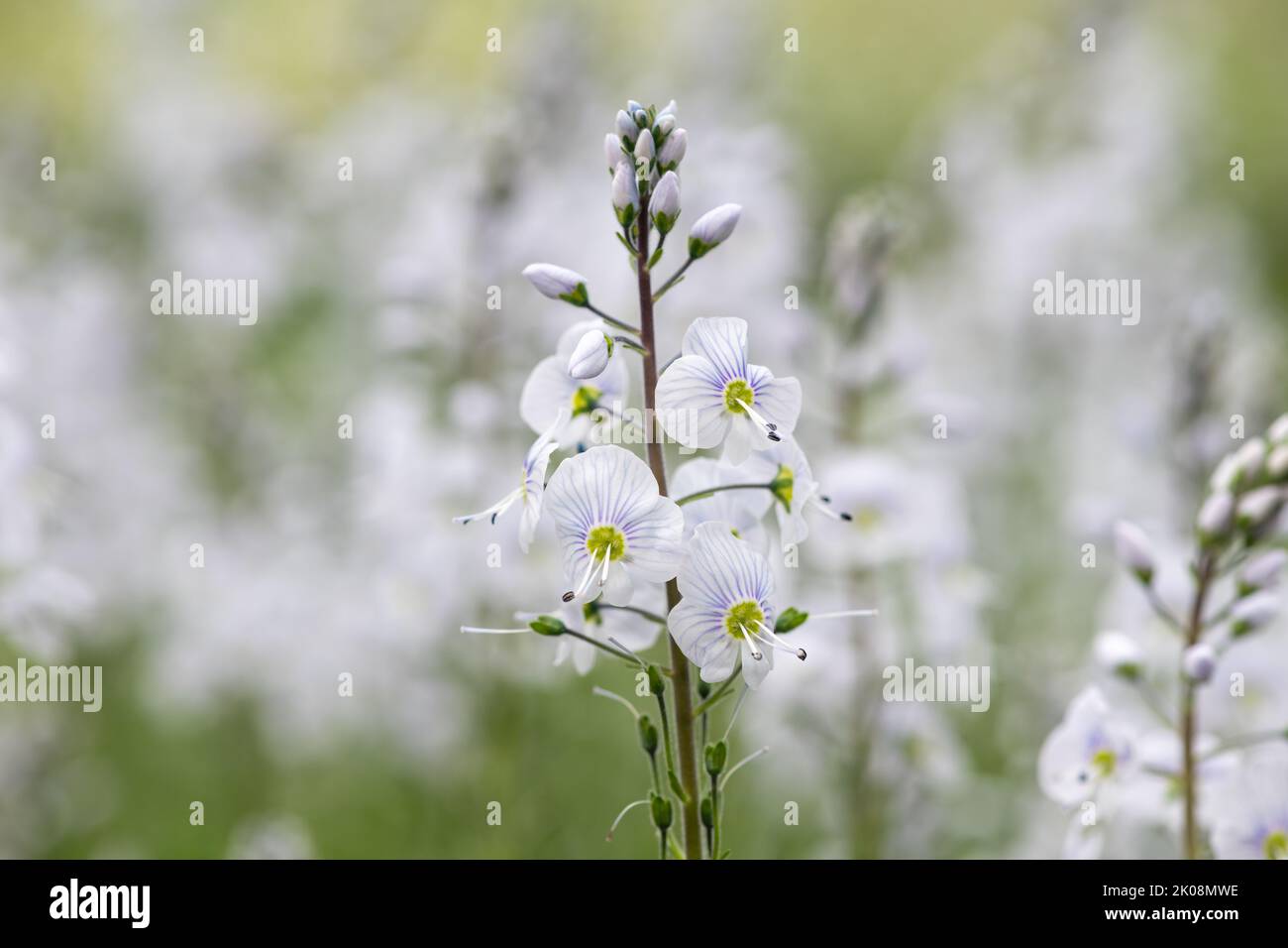 Gentian speedwell (veronica gentianoides) flowers in bloom Stock Photo ...