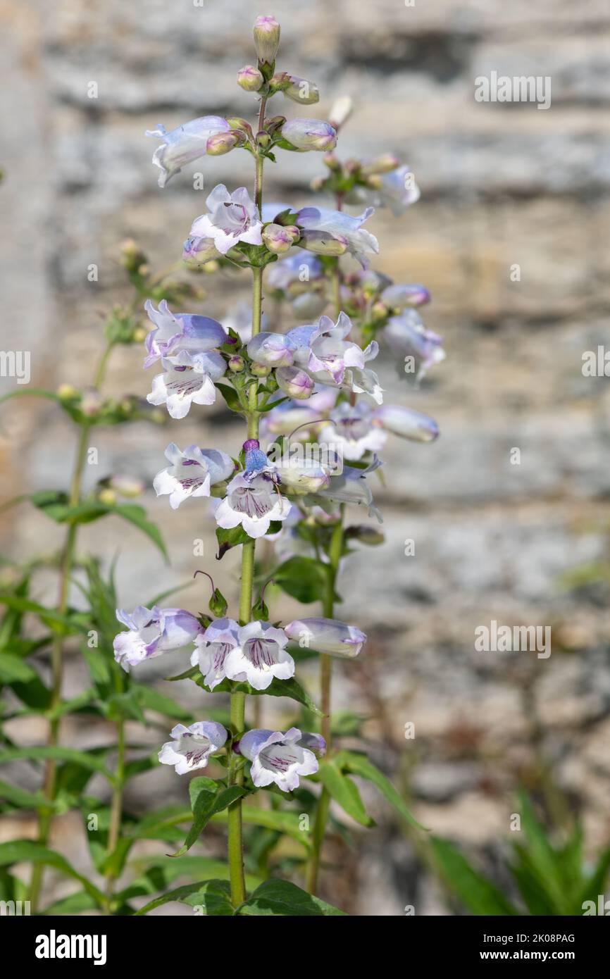 Penstemon stapleford gem hi-res stock photography and images - Alamy
