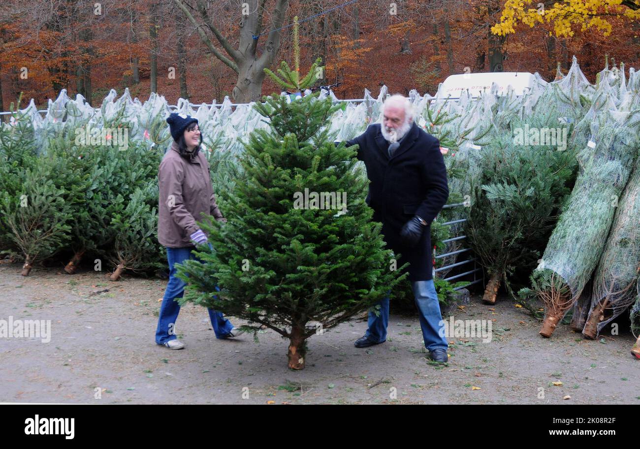 CHRISTMAS TREES WENT ON SALE AT THE QUEEN ELIZABETH COUNTRY PARK NEAR ...