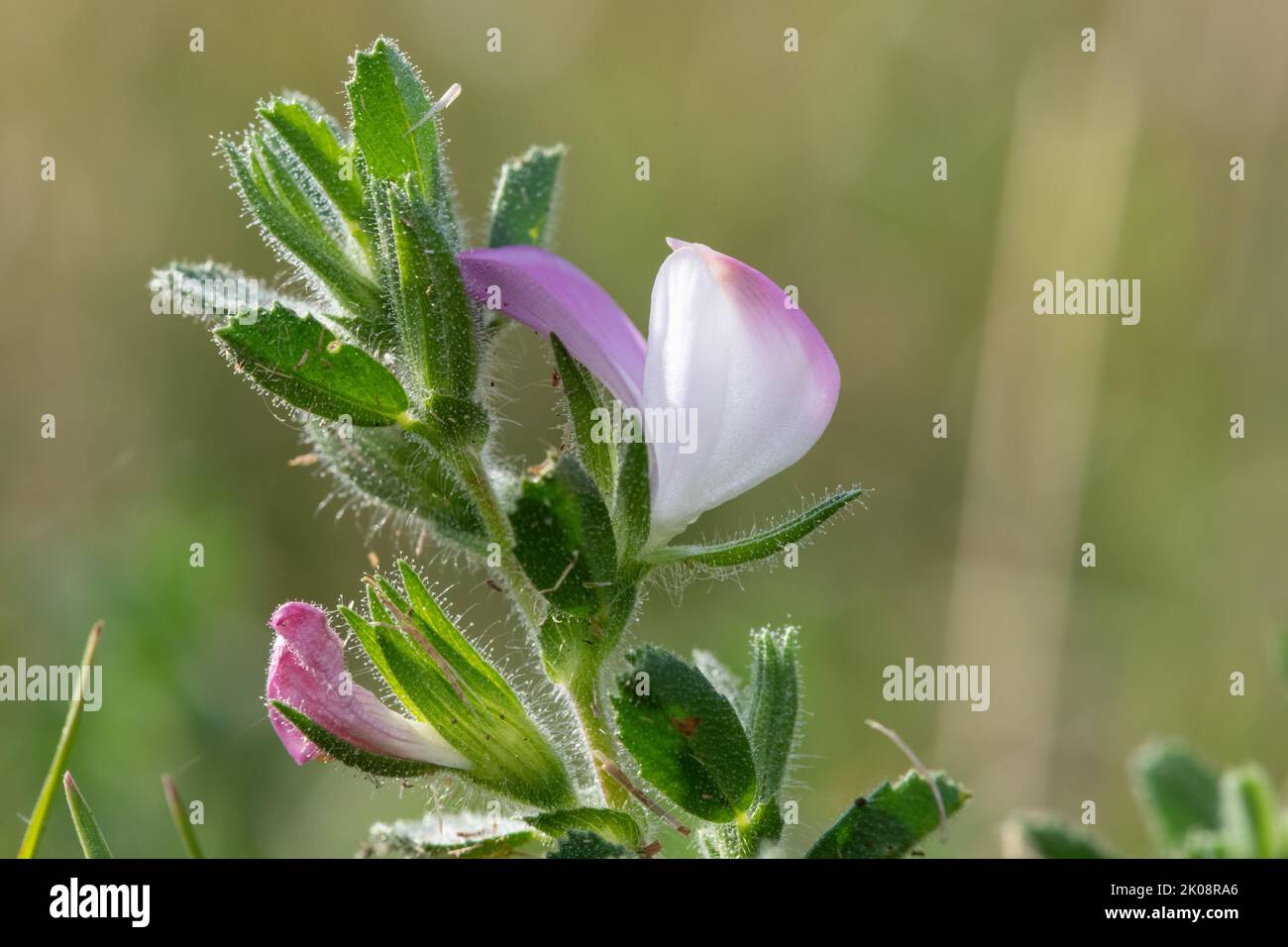 Macro shot of a common restharrow (ononis repens) flower in bloom Stock ...
