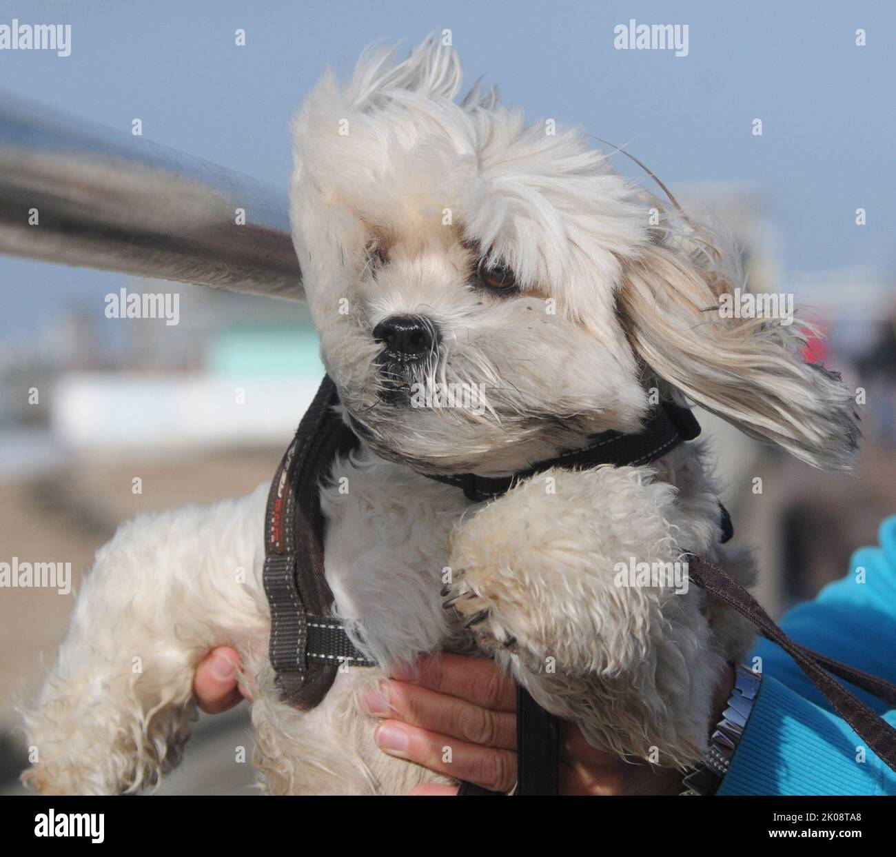 DOLSIE GETS WINDBLOWN WATCHING THE GREAT SOUITH RUN AT SOUTHSEA, HANTS ...