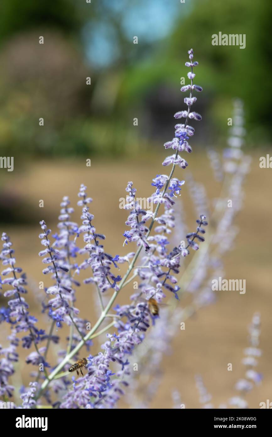 Close up of Russian sage (salvia yangii) flowers in bloom Stock Photo ...