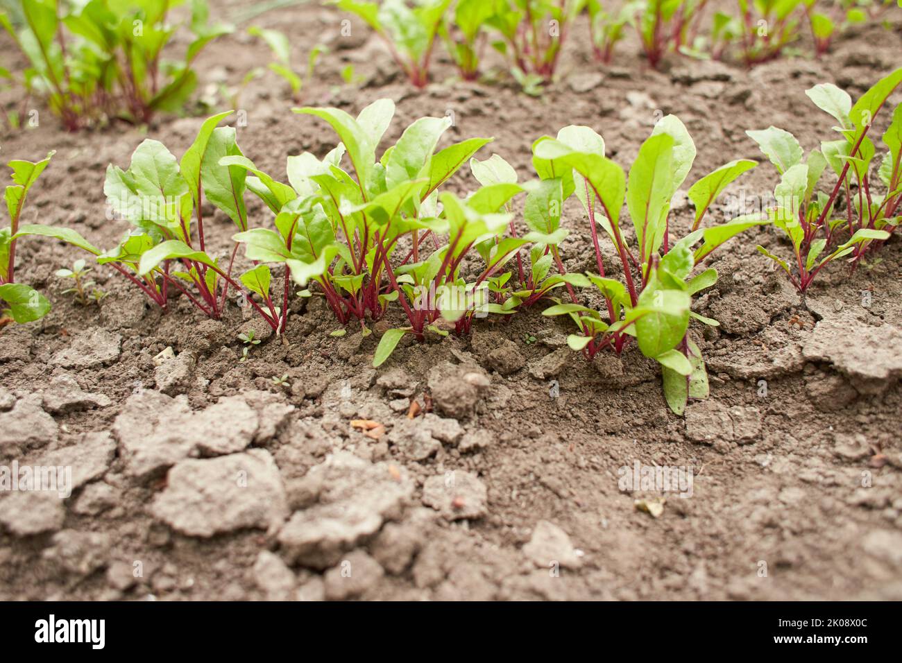 Beetroot seedling hi-res stock photography and images - Alamy