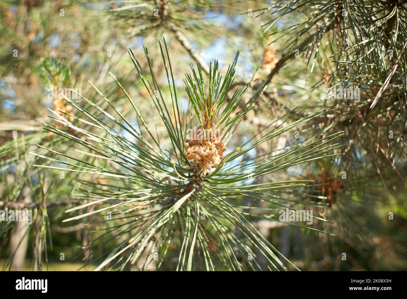 Monterey Pine Tree (Pinus radiata) in a Woodland Landscape in Avoca ...