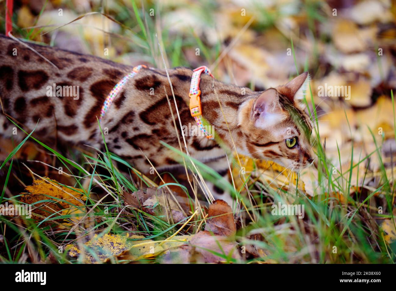 A Bengal cat enjoying an outdoor adventure, surrounded by grass and ...