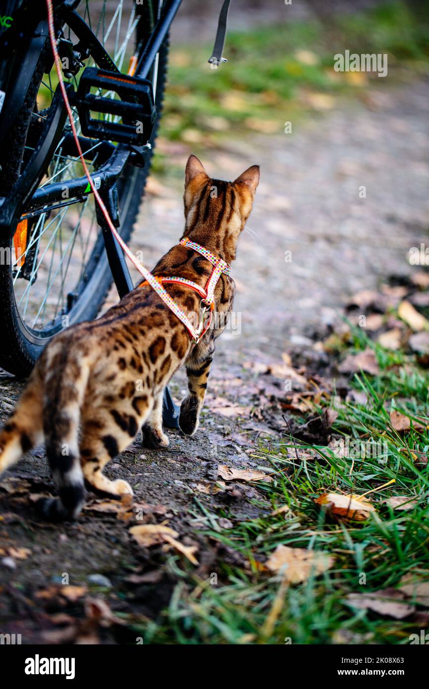 A Bengal cat enjoying an outdoor adventure, surrounded by grass and ...