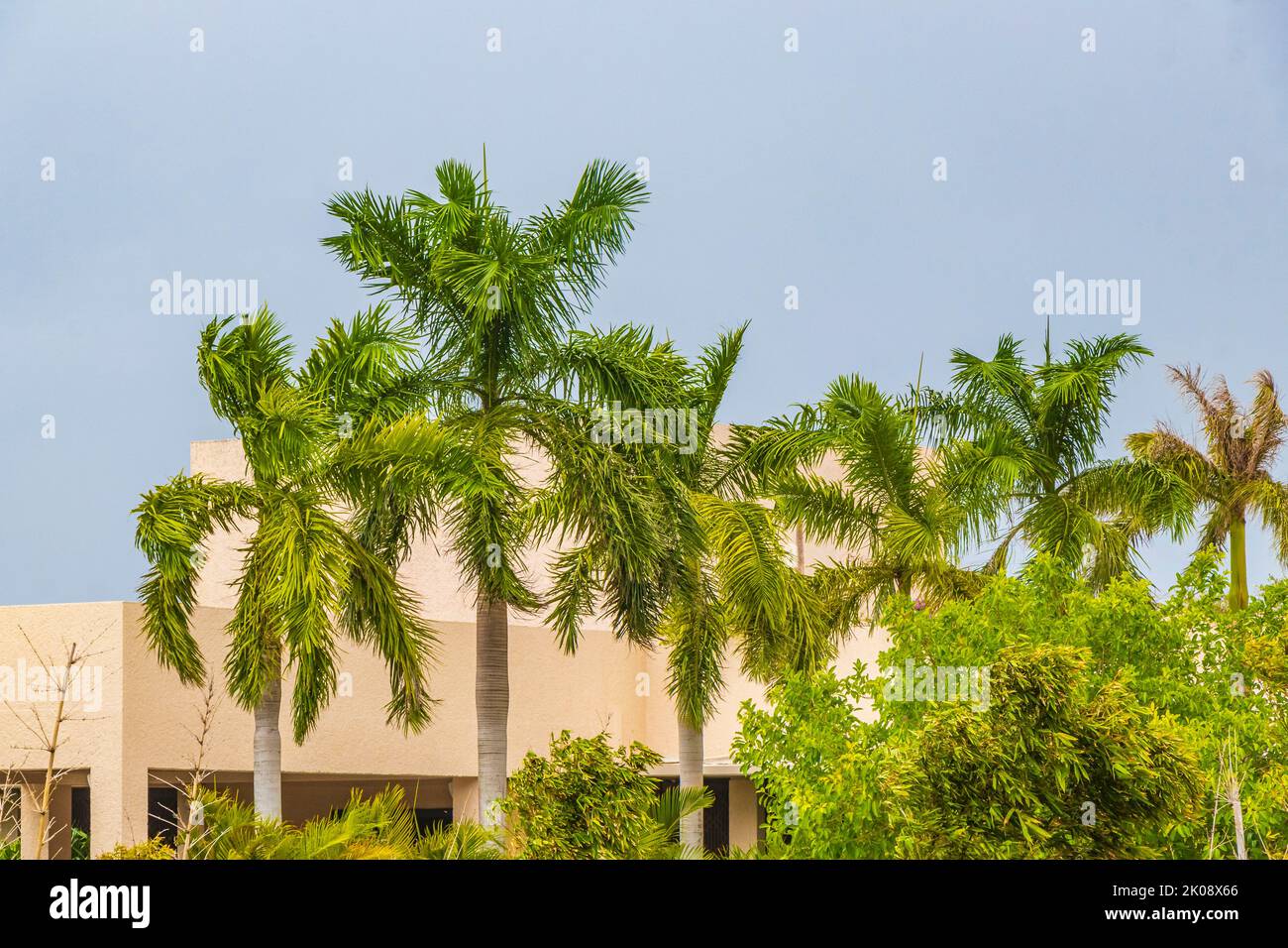 Hurricane 2021 in Playa del Carmen Quintana Roo Mexico extreme wind ...