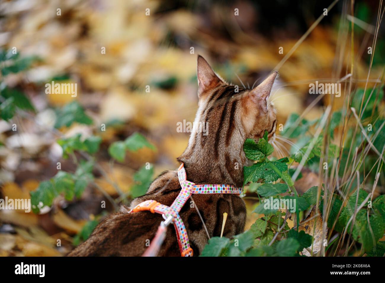 A Bengal cat enjoying an outdoor adventure, surrounded by grass and ...