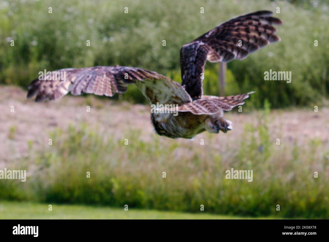 A Great Horned Owl in flight. Carolina Raptor Center Stock Photo - Alamy