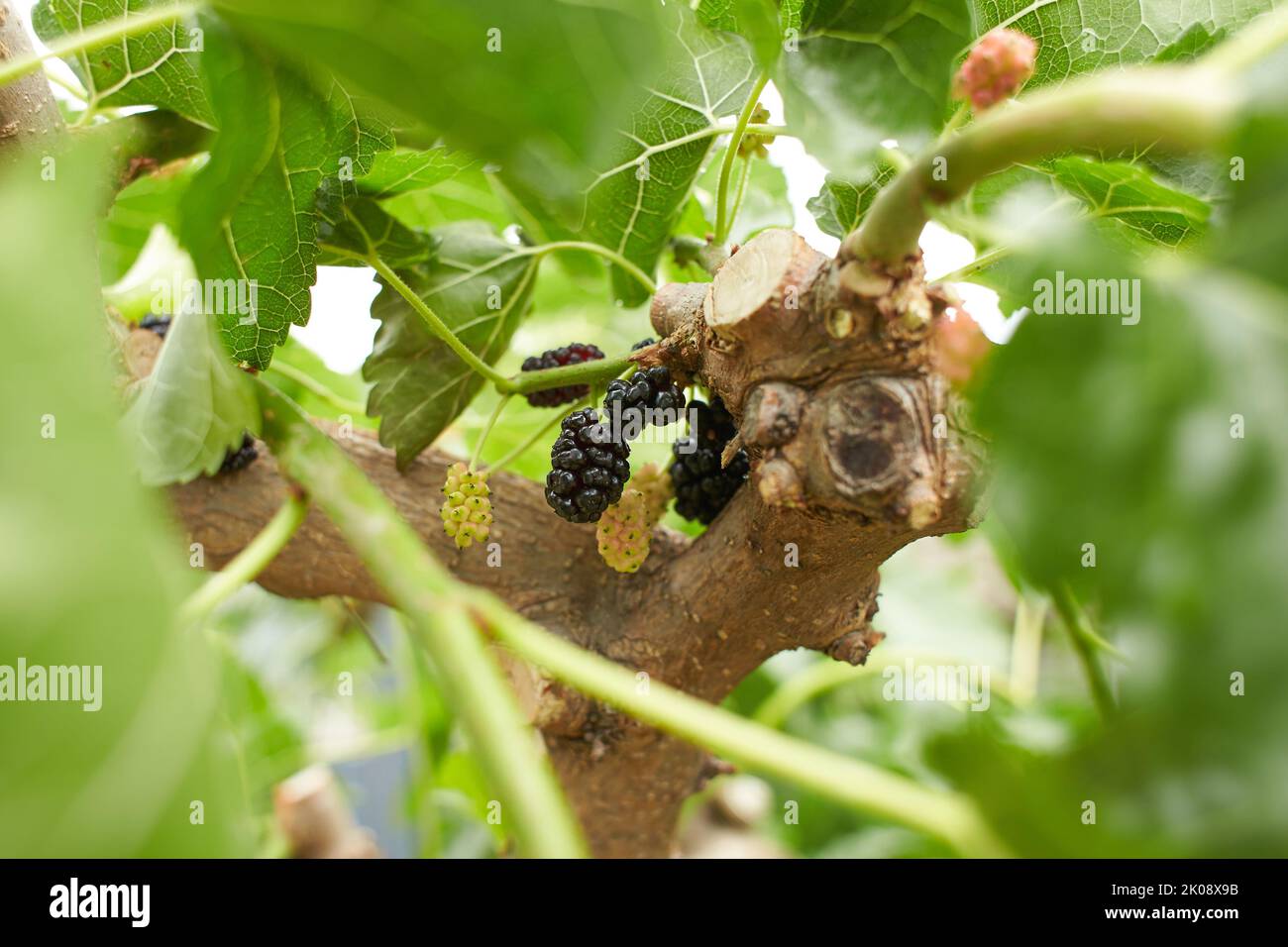 Organic Mulberry fruit. Black ripe and red unripe mulberries on the ...