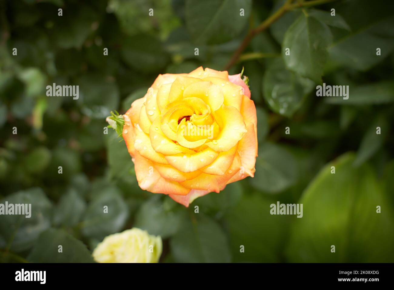 A rose in button with a yellow color. Day shooting, outdoor and without ...