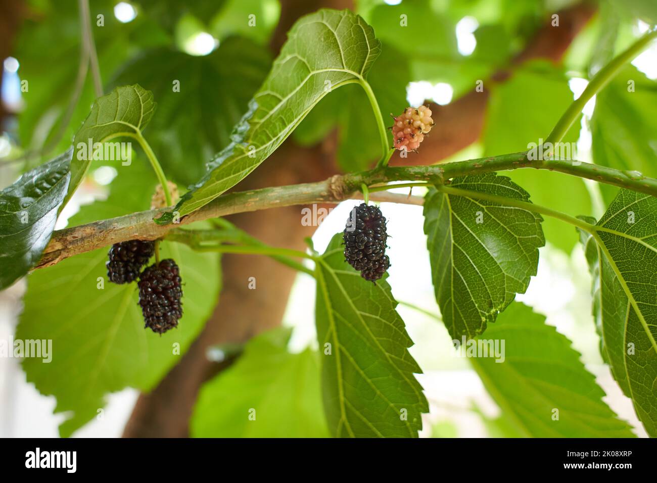 Mulberry Tree Mobile Alabama