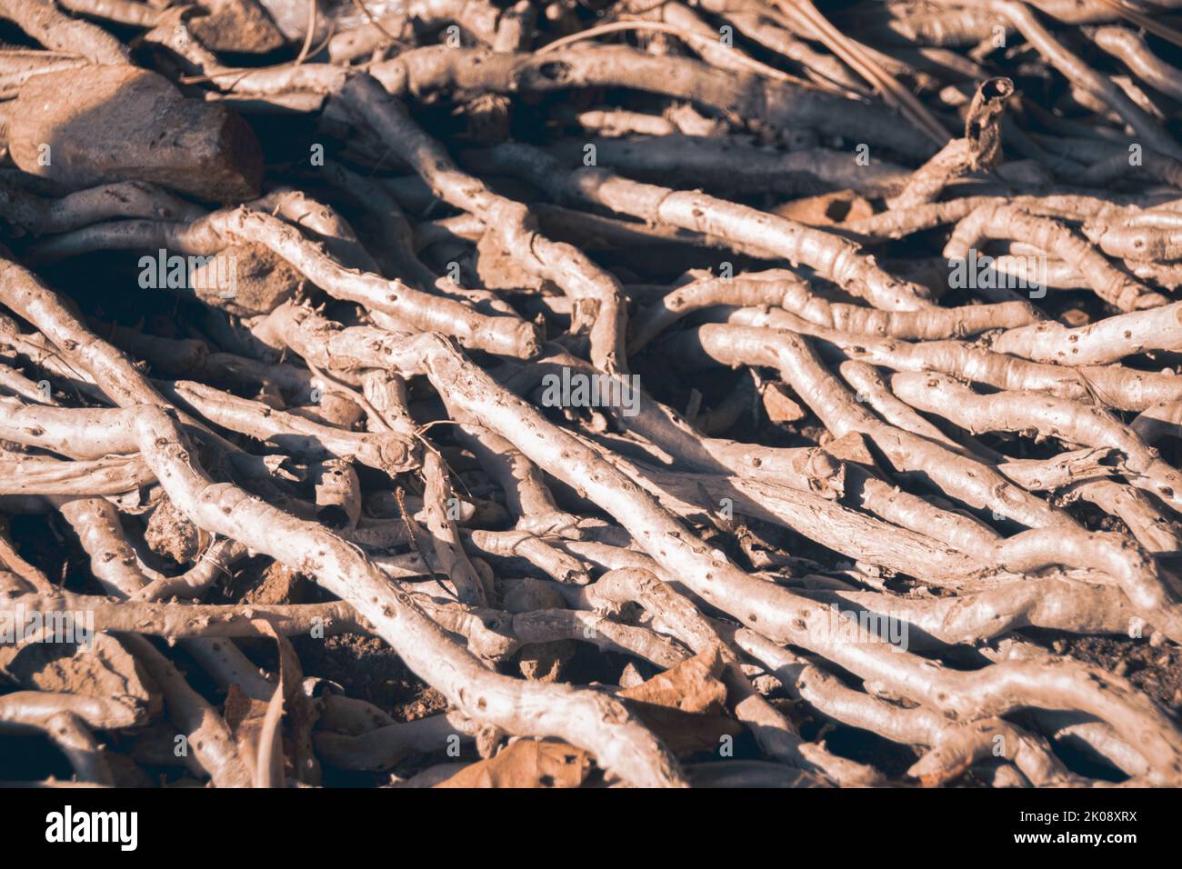 Close up of intertwined tree roots Stock Photo - Alamy