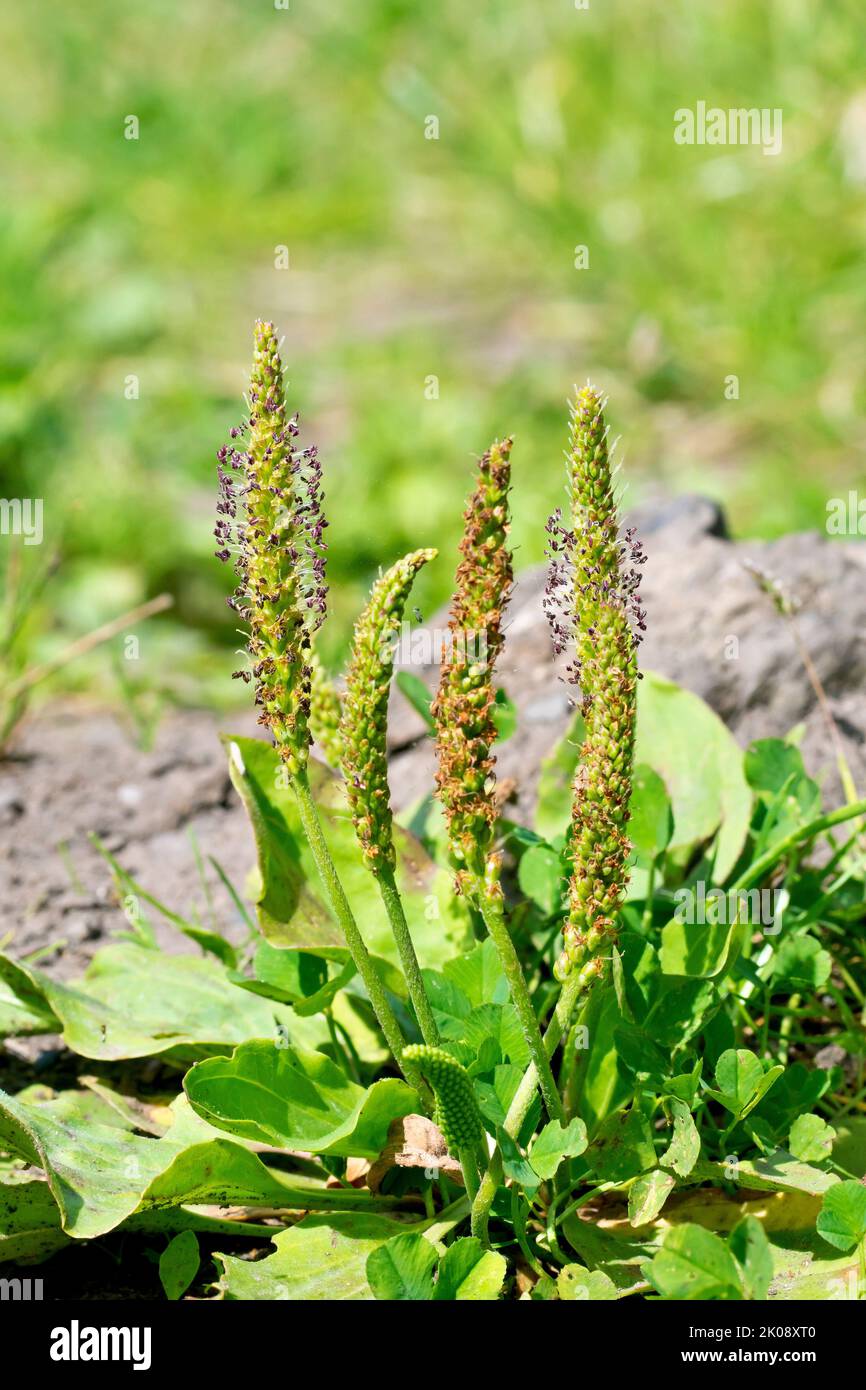 Greater Plantain (plantago major), close up showing the flowering ...