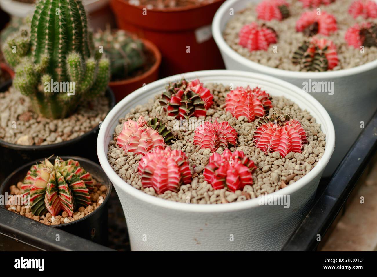 Gymnocalycium mihanovichii also known as moon cactus propagated in a ...