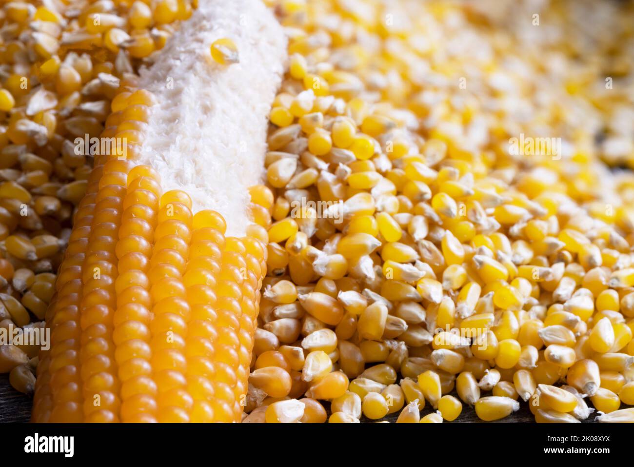 Popcorn on the cob with kernels partially removed lying in pile of ...