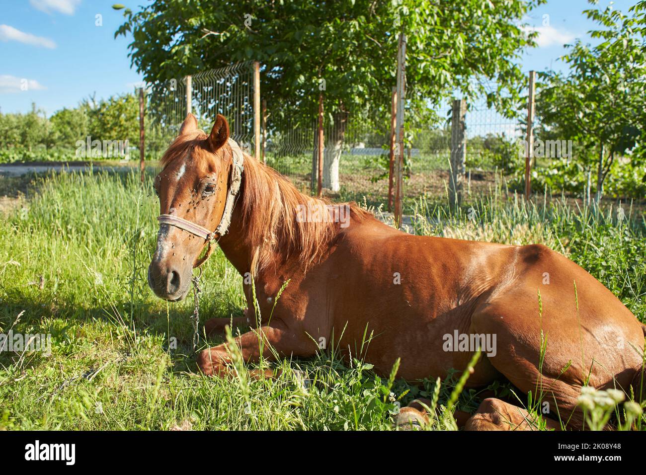 Sick horse in the field Stock Photo - Alamy