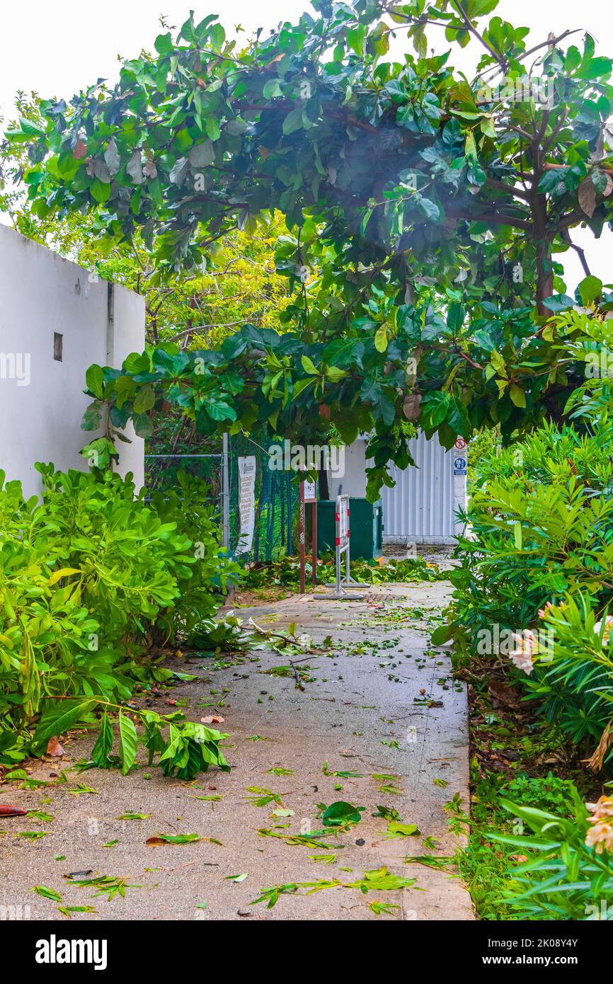 Hurricane 2021 in Playa del Carmen Quintana Roo Mexico extreme wind ...