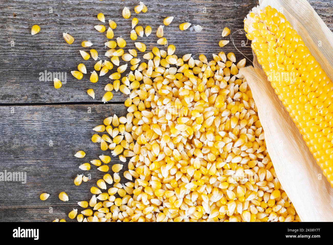Popcorn on the cob and kernels on a rustic wooden table viewed from and ...