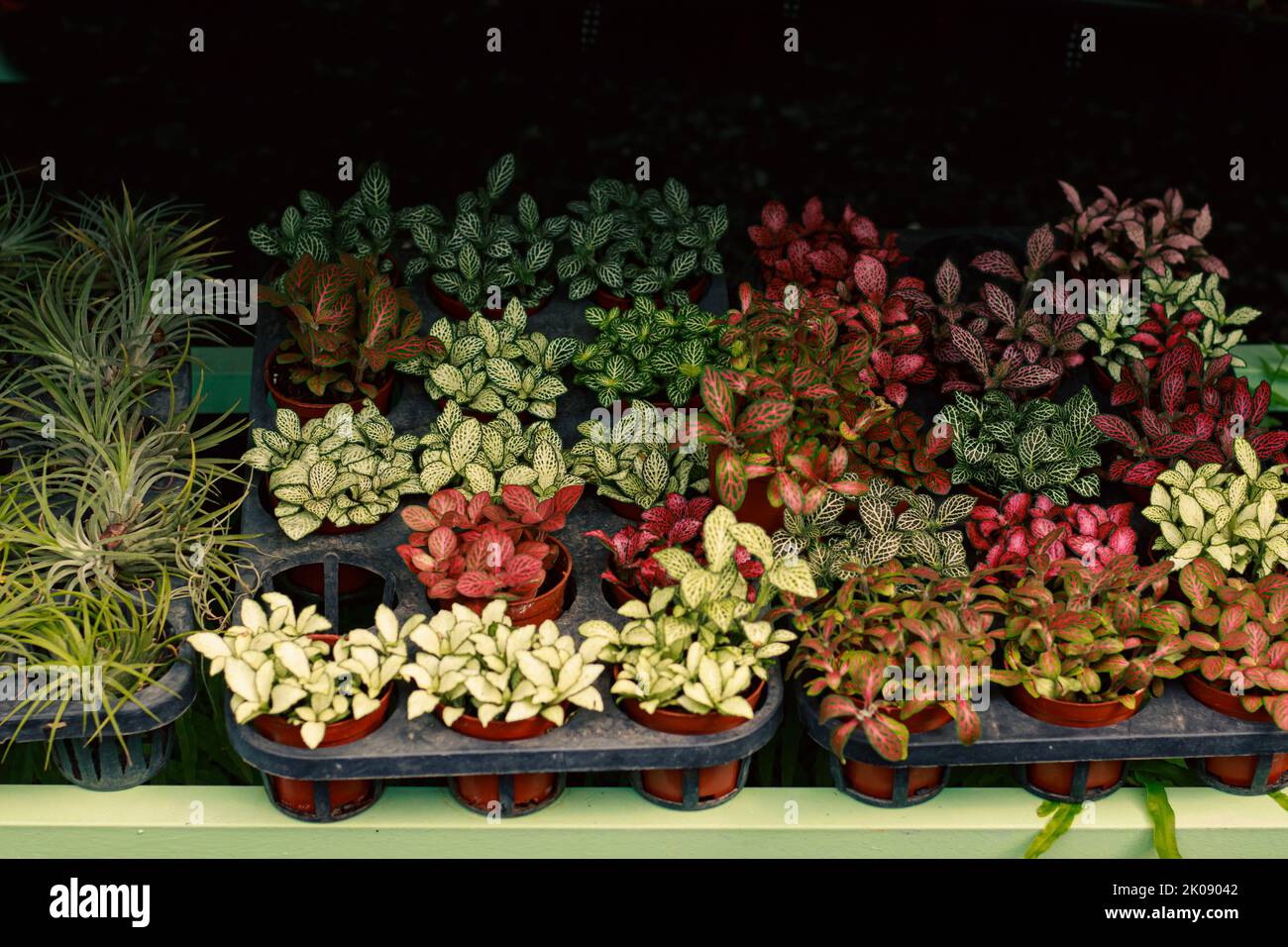 A collection of colorful Fittonia albivenis or nerve plant propagated ...