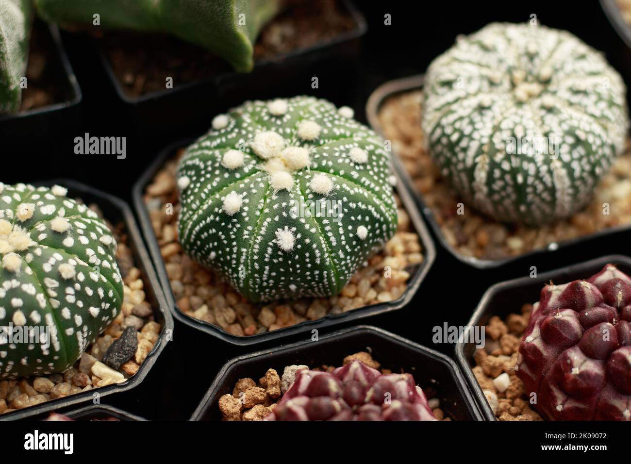 Very strange cactus hi-res stock photography and images - Alamy