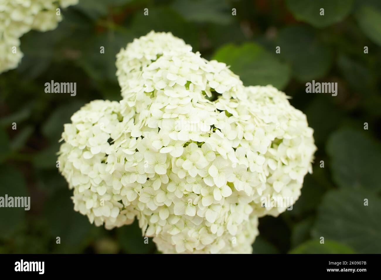 The Hydrangea macrophylla which it bloomed in early summer, and has ...