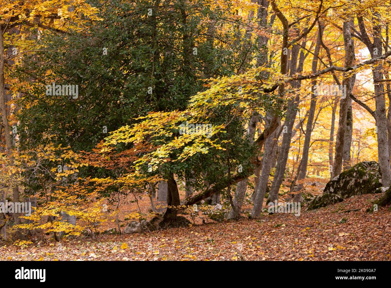 Autumn foliage in the forest of Sant'Antonio in Italy, Pescocostanzo ...
