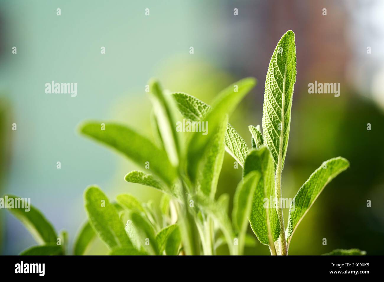 Sage growing on balcony hi-res stock photography and images - Alamy