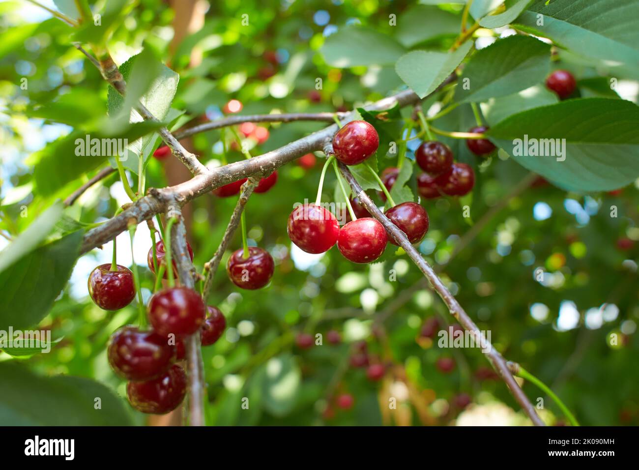 Closeup of ripe dark red sour cherries hanging on sour cherry tree ...