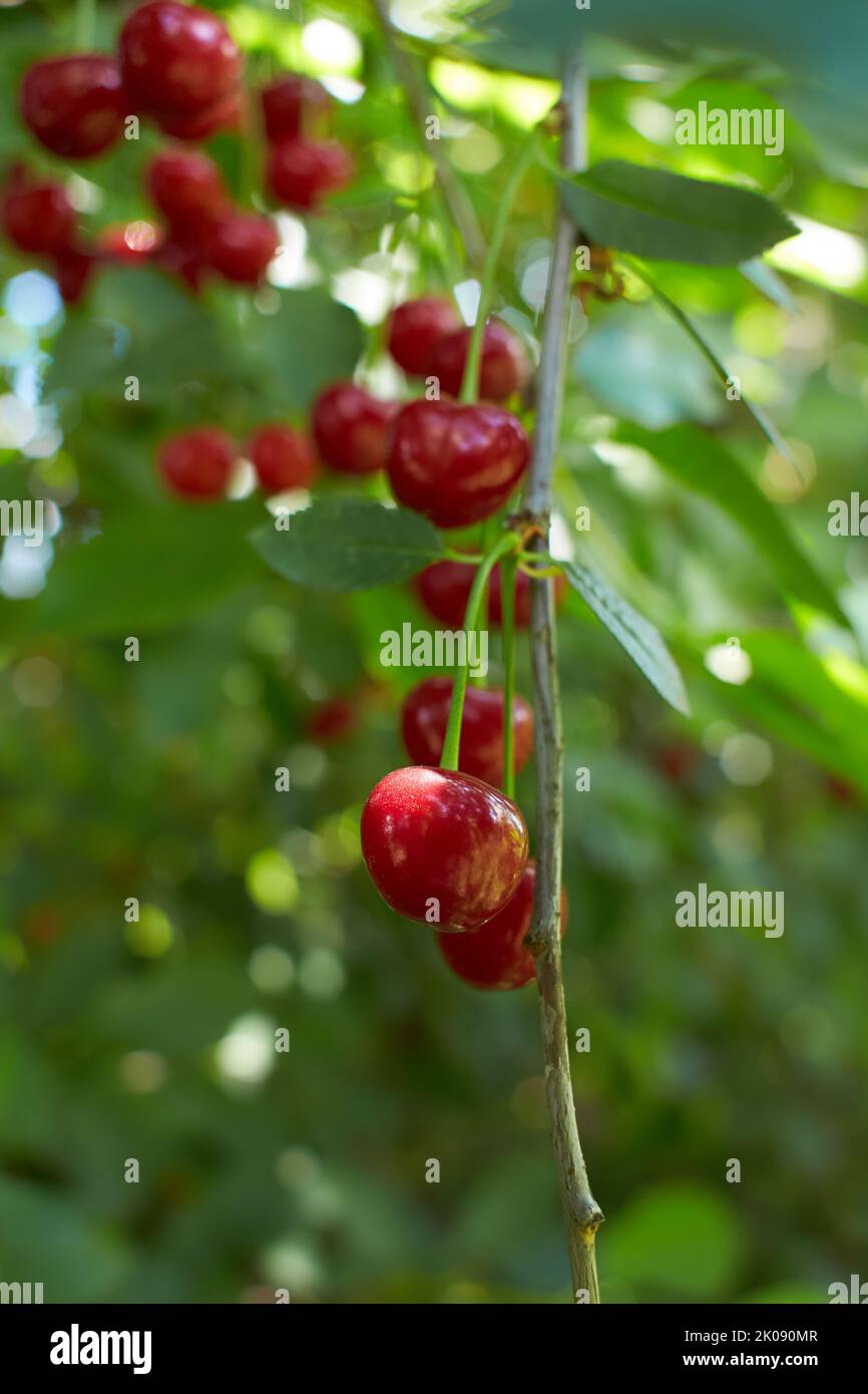 Closeup of ripe dark red sour cherries hanging on sour cherry tree ...