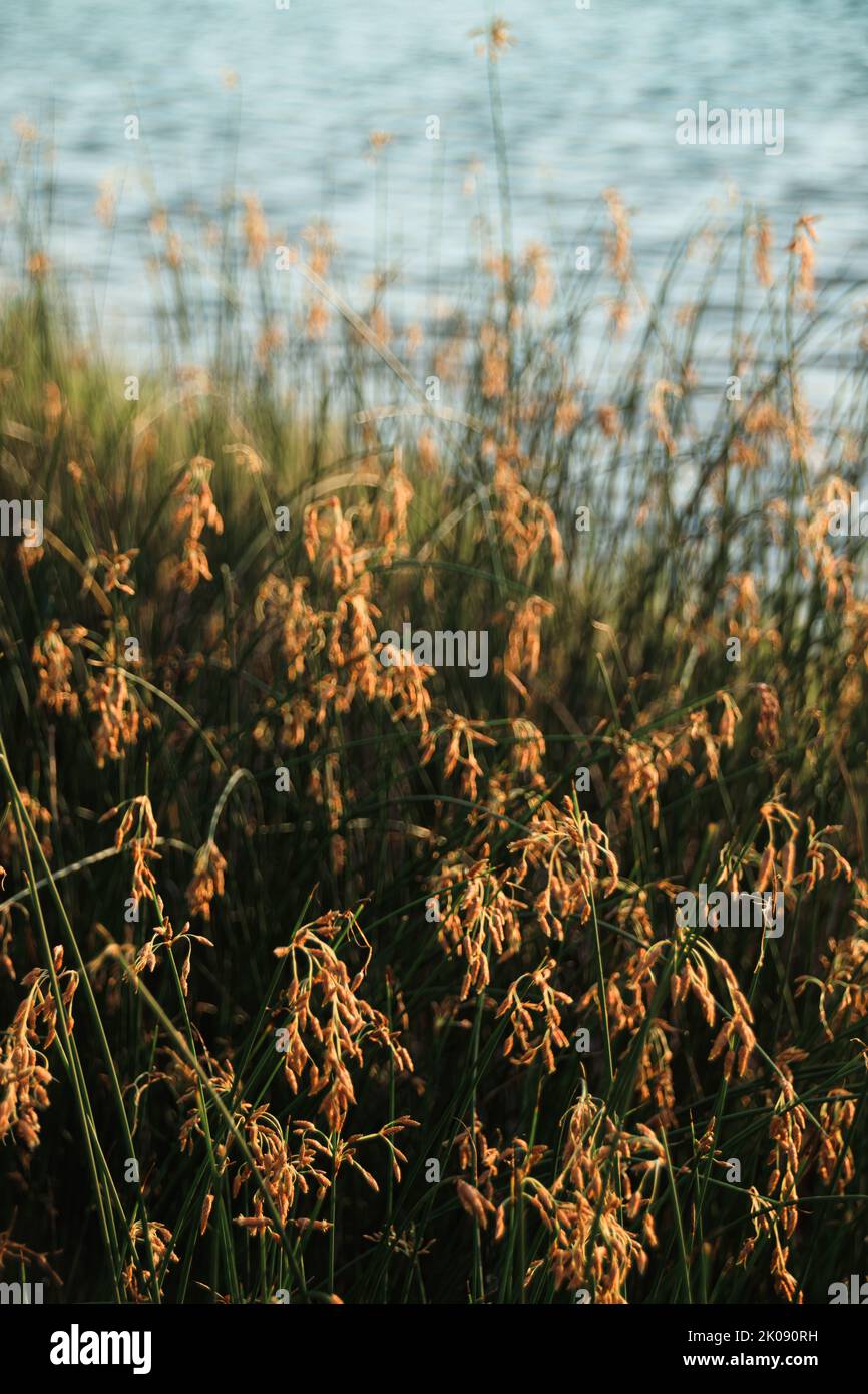 Riverside weeds hi-res stock photography and images - Alamy