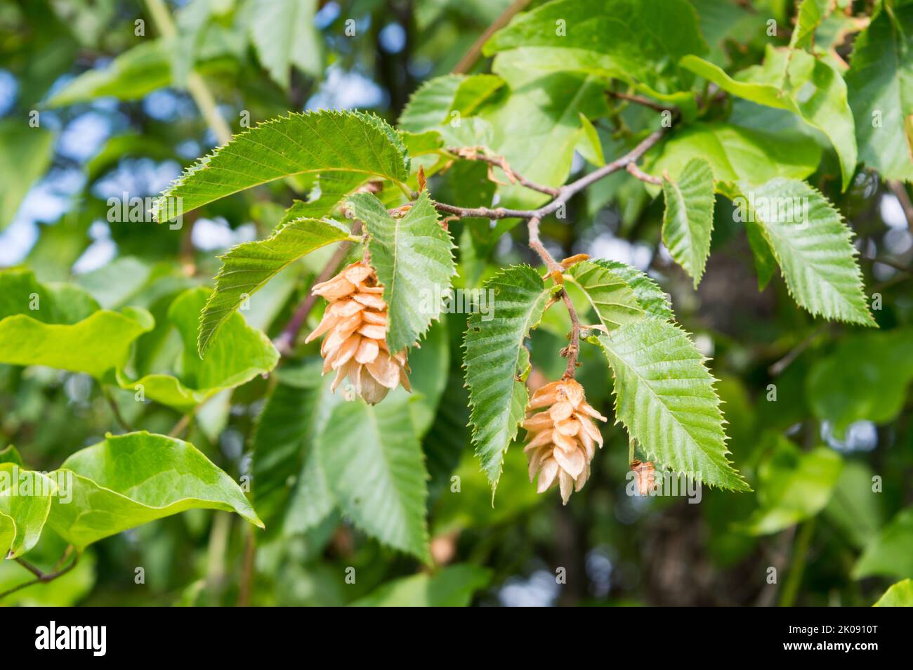 European hornbeam tree branch with seed heads and leaves in the summer ...