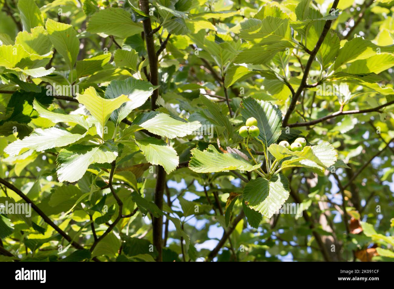 Whitebeam tree, edible wild plan, with unripe fruits, Sorbus aria, from ...
