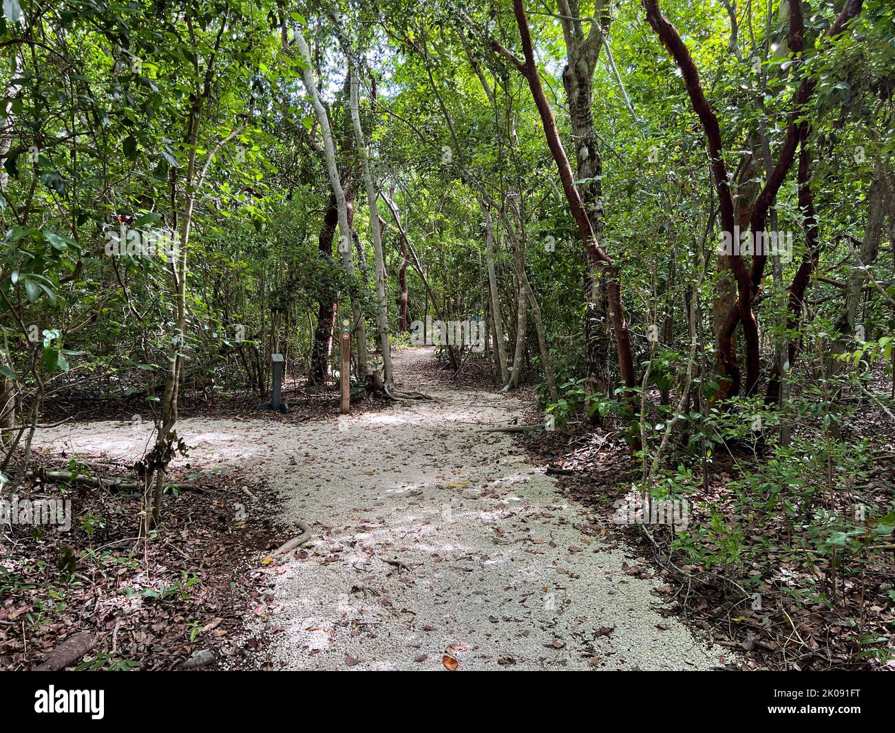 A rock pathway trail during a sunny day in the tropical woods in the ...