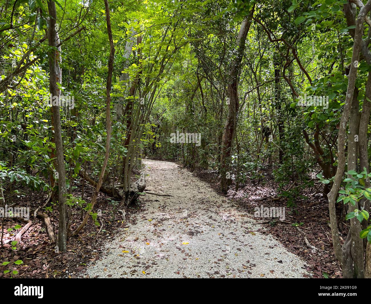 A rock pathway trail during a sunny day in the tropical woods in the ...