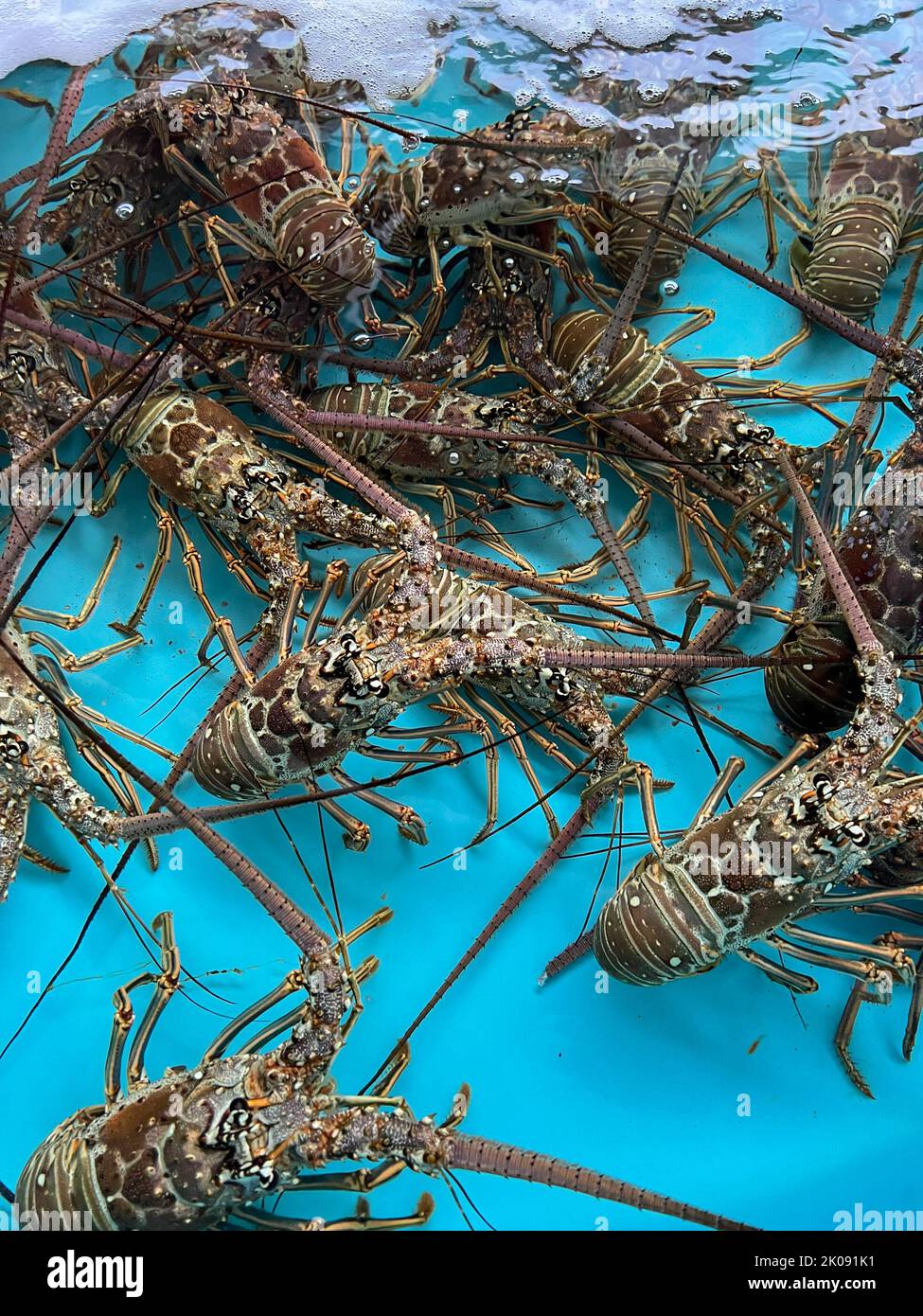 Live spiny lobster hi-res stock photography and images - Alamy
