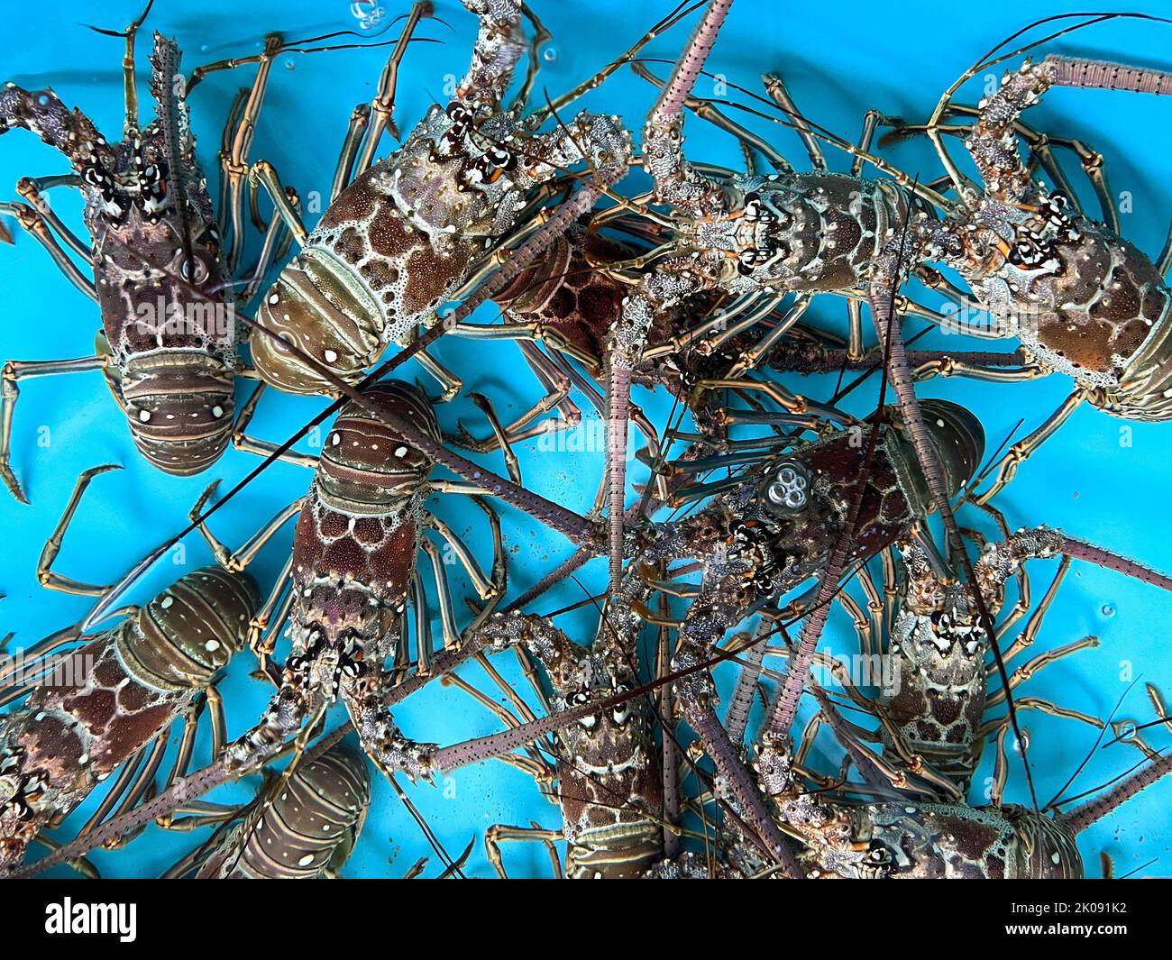 Spiny live lobsters walking in a tank at a commercial fisherman ...