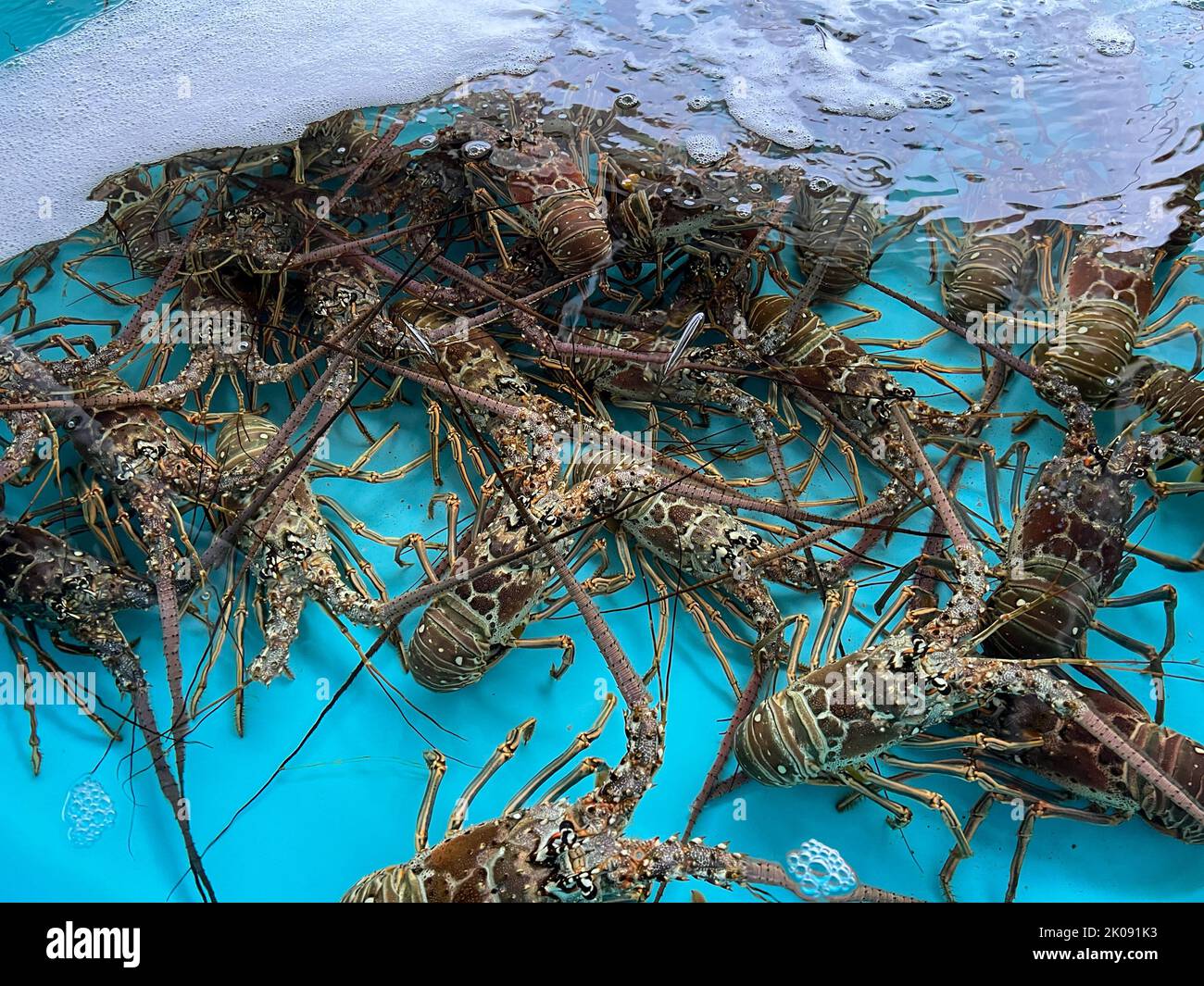 Live spiny lobster hi-res stock photography and images - Alamy