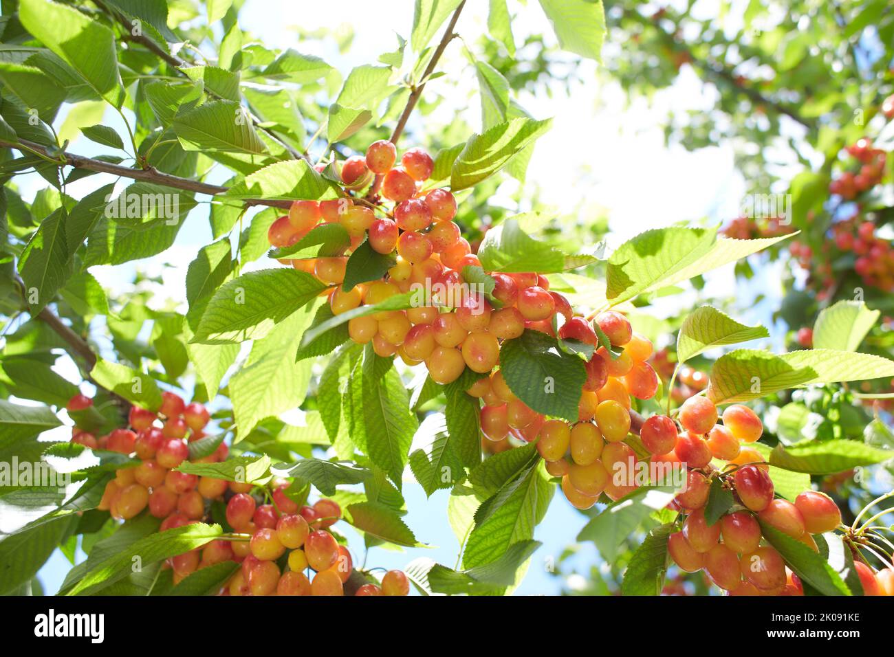 Ripe yellow-red berries of sweet cherries ripen on a tree branch Stock ...