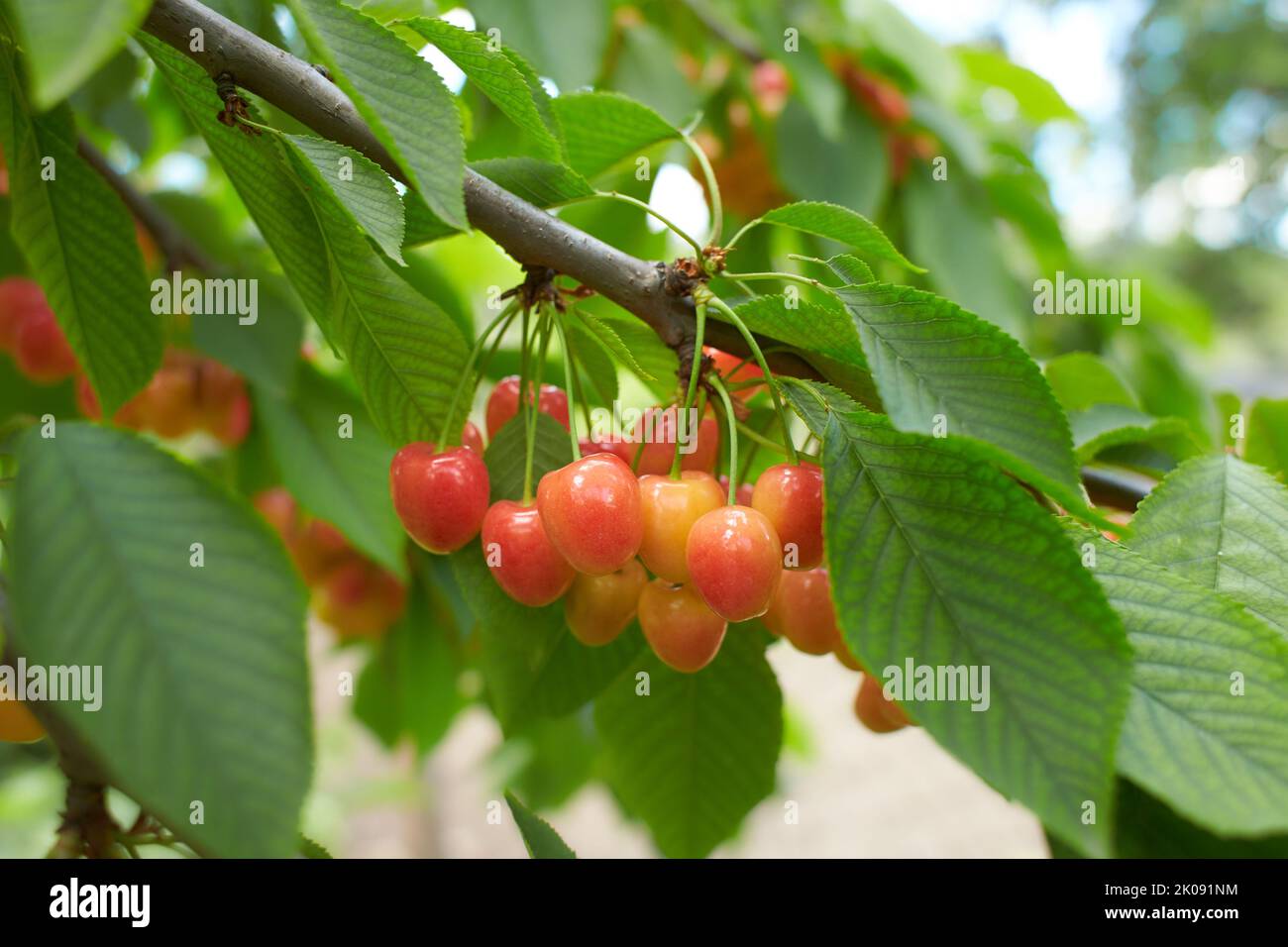 Ripe yellow-red berries of sweet cherries ripen on a tree branch Stock ...