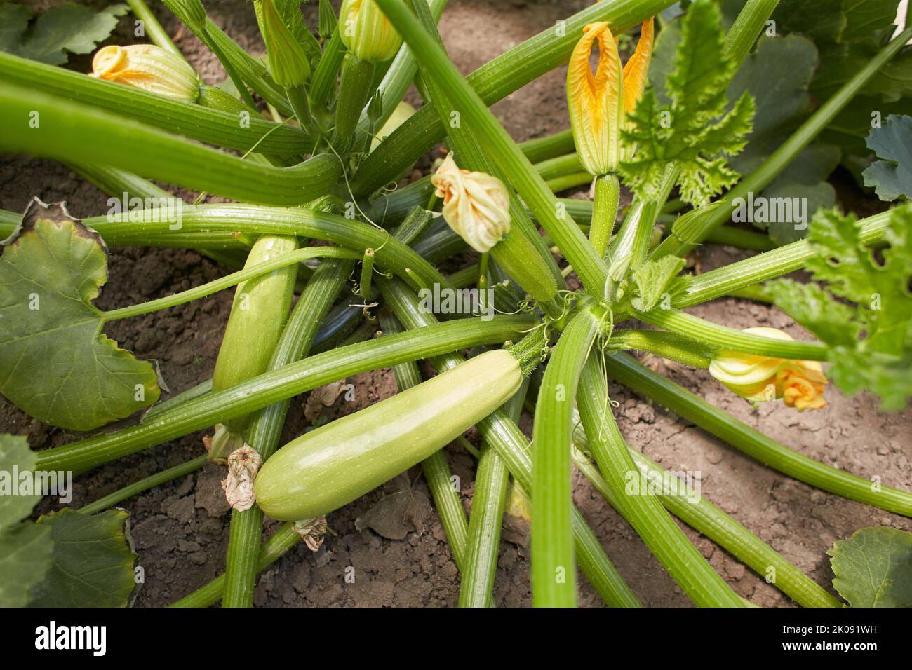 Fresh green Zucchini plant in a vegetable garden with fruits and ...