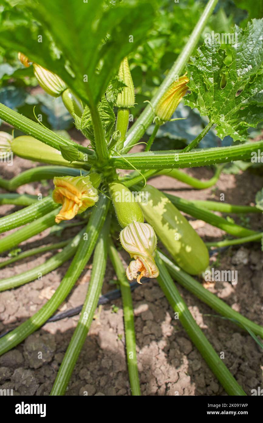Zucchini plant hi-res stock photography and images - Alamy